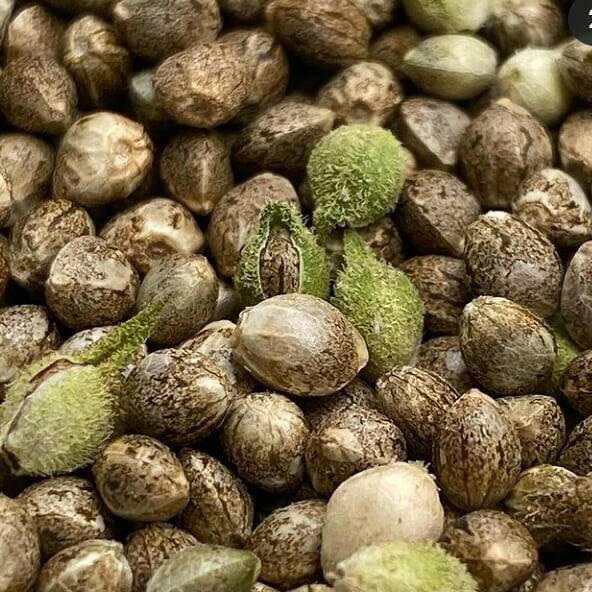 Colombian gold seeds | Buy Premium CBD Products | Premium Cannabis Online
